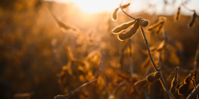 Dessecação Pré-Colheita da soja - Agro Insight Dessecação Pré-Colheita da soja - Agro Insight